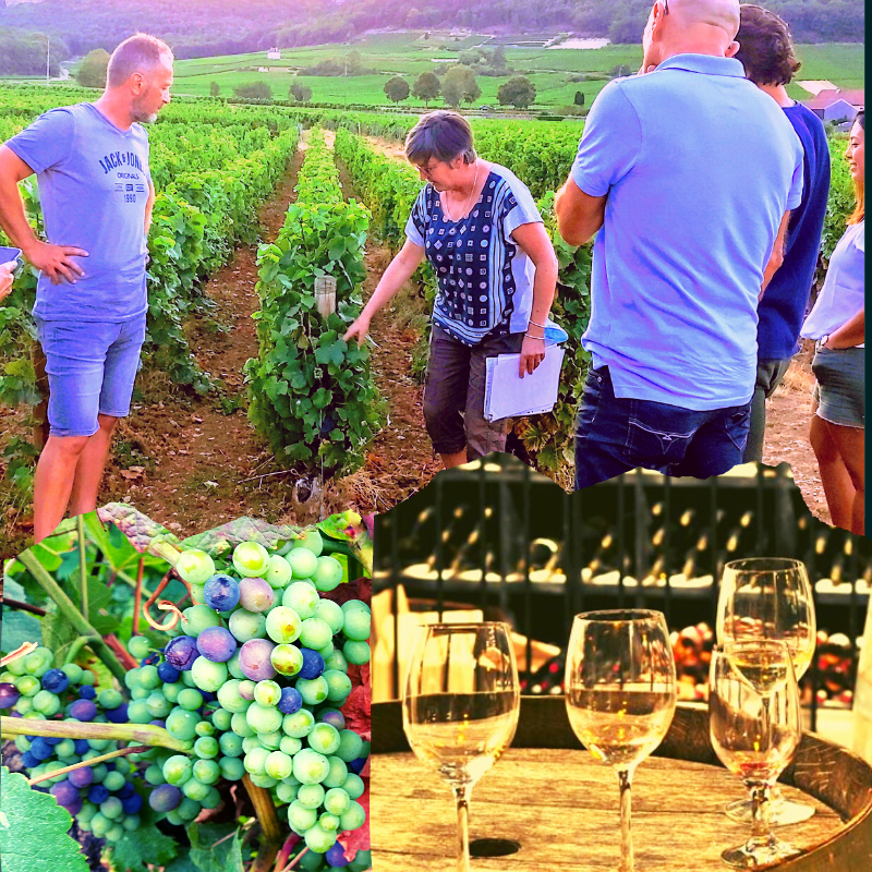 Atelier Découverte ” de la vigne aux vins de Bourgogne” • macommune.info